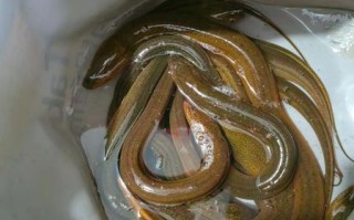 野生鳝鱼的营养价值_野生鳝鱼怎么吃最补