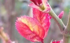 酱鸡爪子怎么做_酱鸡爪子怎么入味