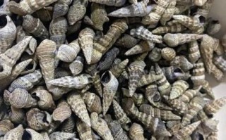 锥螺怎么清洗_锥螺怎么做好吃