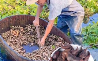 菱角怎么煮好吃_菱角煮多久才软糯