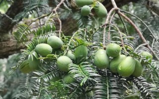 香榧图片长什么样_香榧真假怎么分辨