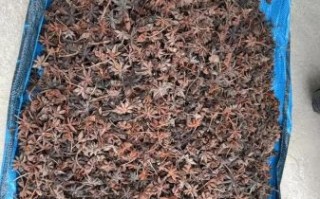 野生八角长什么样_野生八角与家种八角区别