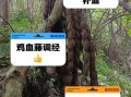 鸡血藤的功效与作用_鸡血藤适合什么人吃