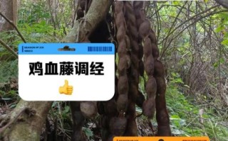 鸡血藤的功效与作用_鸡血藤适合什么人吃 鸡血藤的功效与作用_鸡血藤适合什么人吃