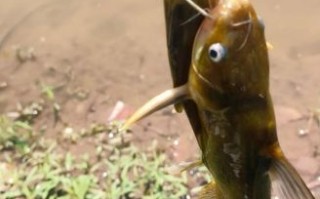 黄骨鱼怎么钓最好_黄骨鱼钓法技巧