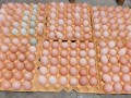 土鸡蛋价格今日价一斤_土鸡蛋多少钱一斤