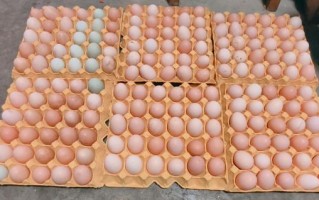 土鸡蛋价格今日价一斤_土鸡蛋多少钱一斤
