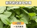 荆芥是什么_荆芥的功效与作用