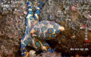 鸡心螺捕食八爪鱼全过程_毒性有多强