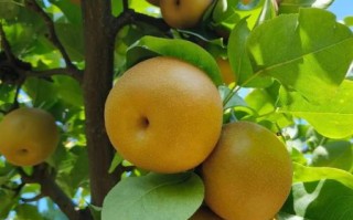 秋天成熟的水果有哪些_秋季应季水果推荐