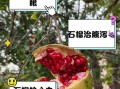 石榴的药用价值有哪些_石榴籽能吃吗