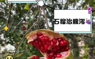 石榴的药用价值有哪些_石榴籽能吃吗