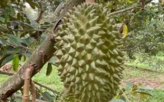 榴莲树多高_榴莲树能长多高