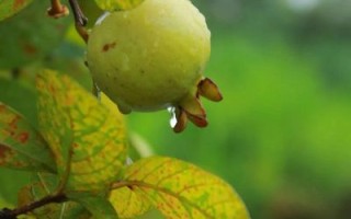 白果什么时候成熟_白果几月份采摘