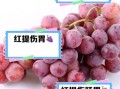 红提上火吗_红提吃多了会上火吗