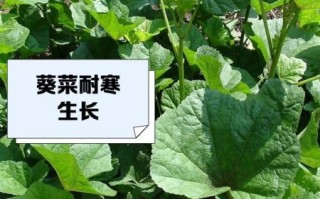 冬葵菜怎么吃_冬葵菜有什么功效