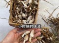 稻草菇图片_如何分辨可食用稻草菇