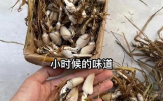 稻草菇图片_如何分辨可食用稻草菇