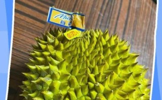 榴莲剥出来没熟怎么办_如何补救生榴莲