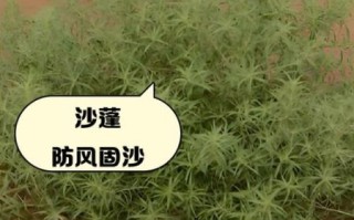 沙蓬草的功效与作用_沙蓬草怎么吃