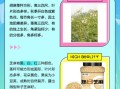 胡麻是什么_胡麻和芝麻的区别