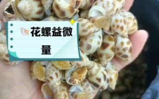 花螺哪里不能吃_花螺哪些部位不能吃