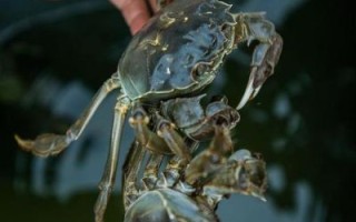 大闸蟹怎么杀图解_大闸蟹宰杀步骤详解