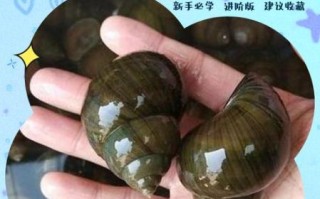 超级大田螺怎么清洗_超级大田螺怎么炒才入味