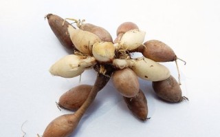 黄花菜根能下奶吗_黄花菜根怎么吃才下奶