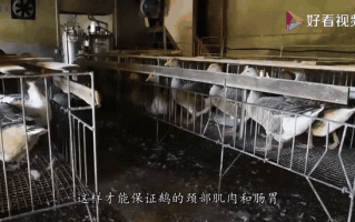 鹅肝为什么残忍_鹅肝制作过程