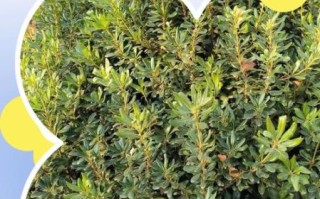 海桐皮的功效与作用_海桐皮能治什么病