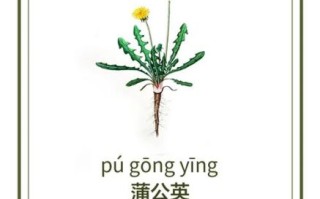 蒲公英的功效与作用_蒲公英的副作用有哪些