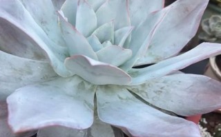 广寒宫多肉怎么养_广寒宫多肉徒长怎么办