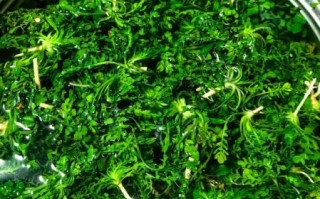 荠菜水饺怎么调馅才鲜嫩_荠菜水饺需要焯水吗