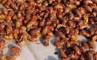 知了猴养殖技术_知了猴养殖赚钱吗