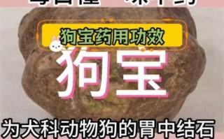 狗宝价格多少一克_狗宝多少钱一克2024