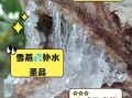 湿气重可以吃雪燕吗_雪燕会加重湿气吗