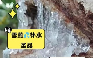 湿气重可以吃雪燕吗_雪燕会加重湿气吗