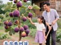 无花果是凶树还是吉树_家里能种吗