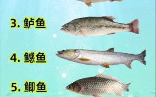 中国淡水鱼图鉴_如何识别常见淡水鱼