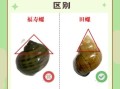 螺蛳和田螺的区别图片_怎么分辨