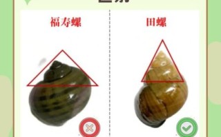 螺蛳和田螺的区别图片_怎么分辨