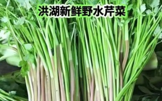 野生水芹菜怎么做好吃_野生水芹菜的做法大全