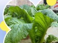 芥菜叶怎么保存_芥菜叶图片识别技巧