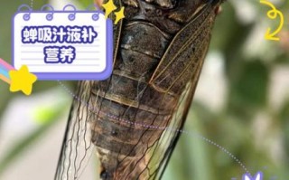 蝉怎么吃_蝉有什么营养价值