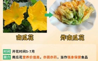 南瓜花可以吃吗_南瓜花怎么吃最好
