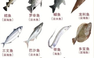 常吃海鱼的种类有哪些_如何挑选新鲜海鱼
