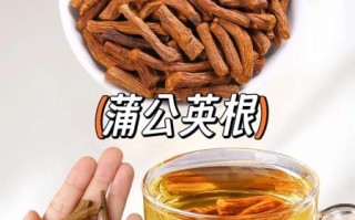 蒲公英怎么泡水喝_蒲公英根和叶哪个更好