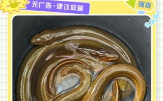 黄鳝养殖周期多长时间_黄鳝苗多久能上市