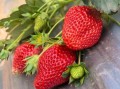 草莓什么时候成熟_草莓几月份采摘最好